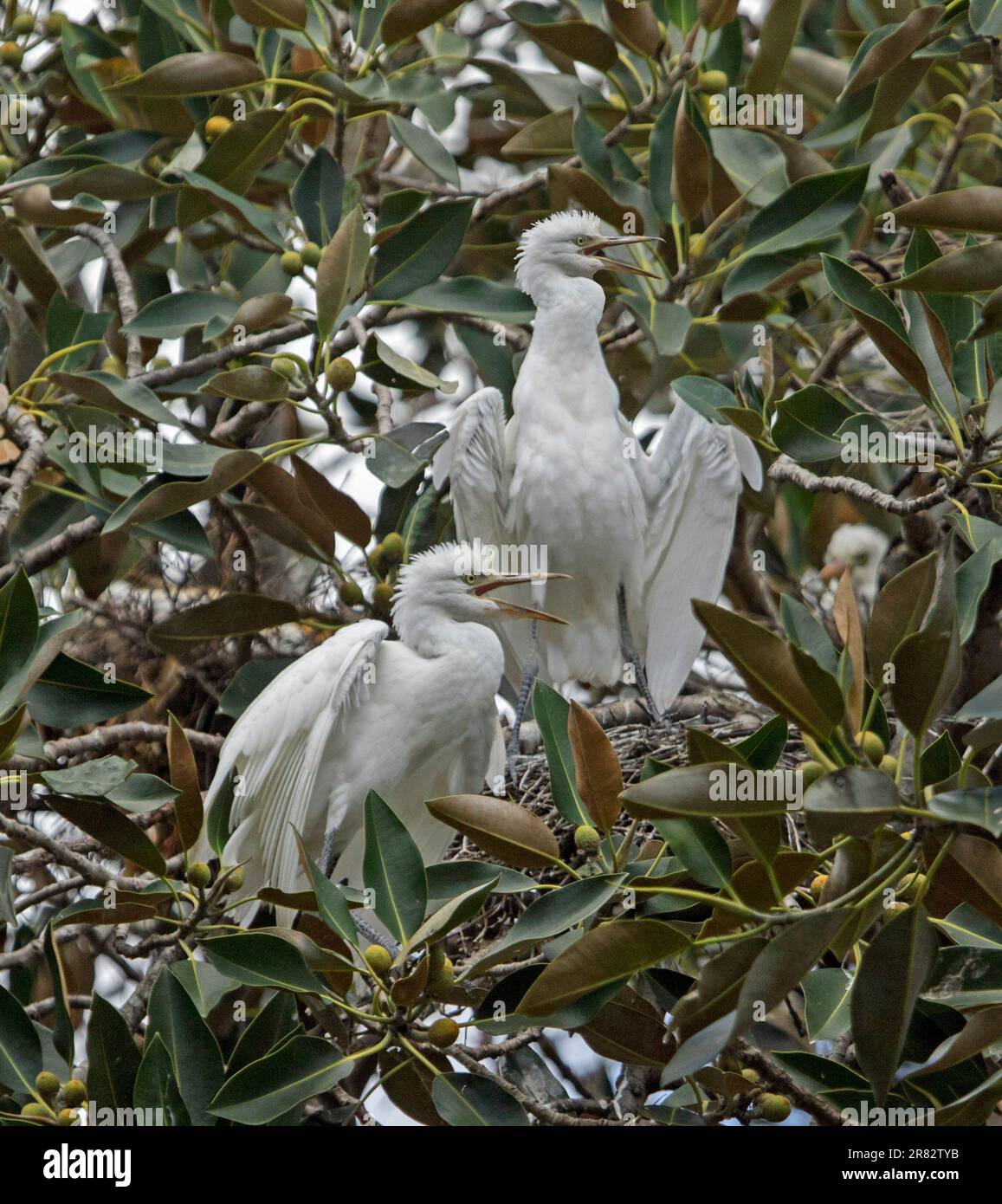 Two plumed egret chicks, with bills open calling for food, standing ...