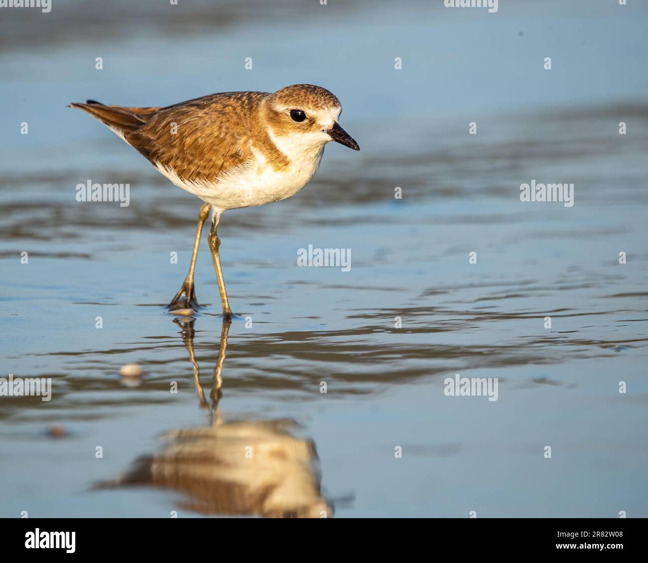 A brown feathered bird standing in a shallow body of water Stock Photo ...