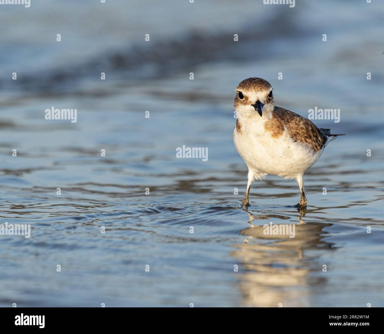 A brown feathered bird standing in a shallow body of water Stock Photo ...