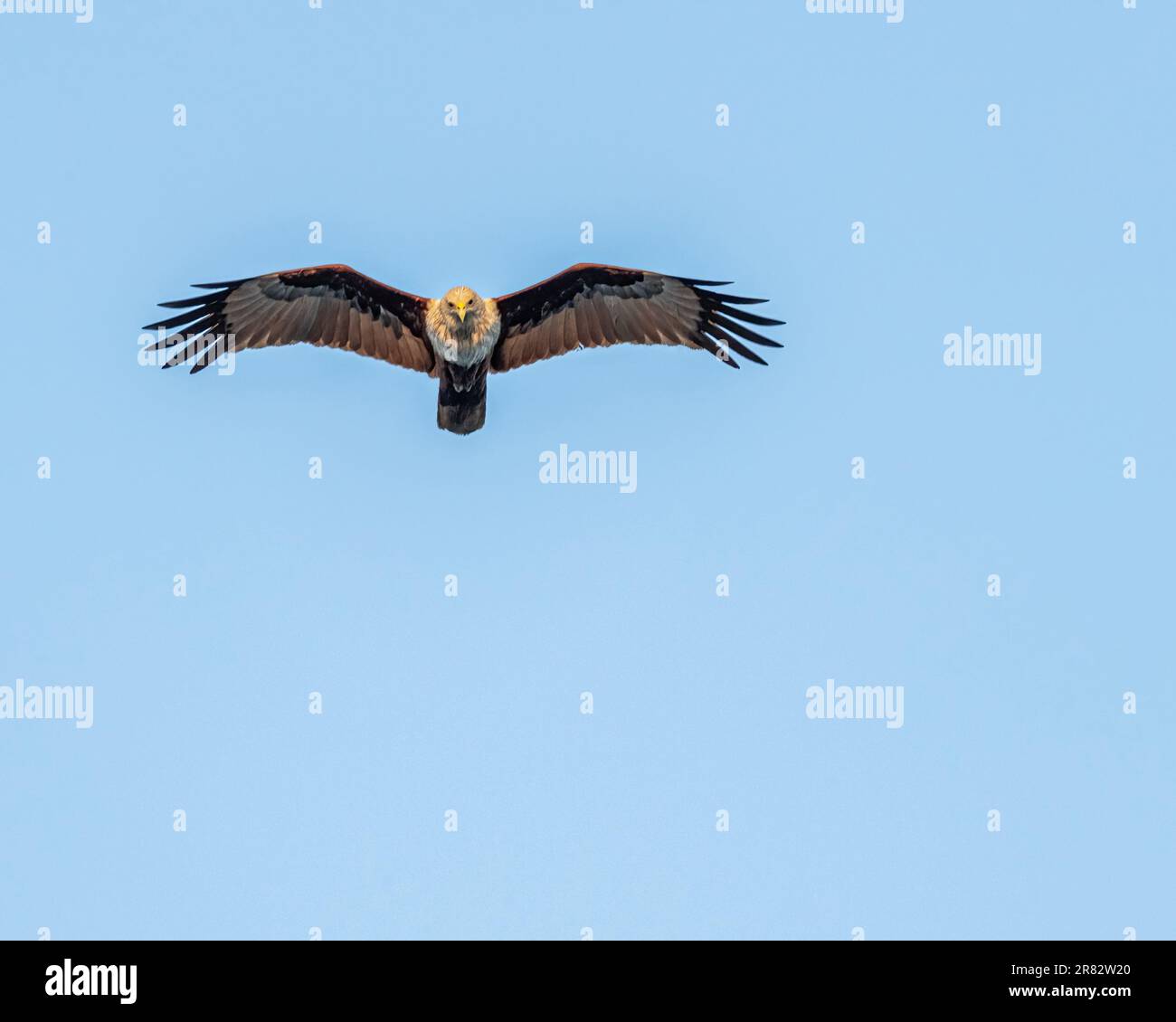 A bald eagle is flying freely in the bright blue sky Stock Photo - Alamy