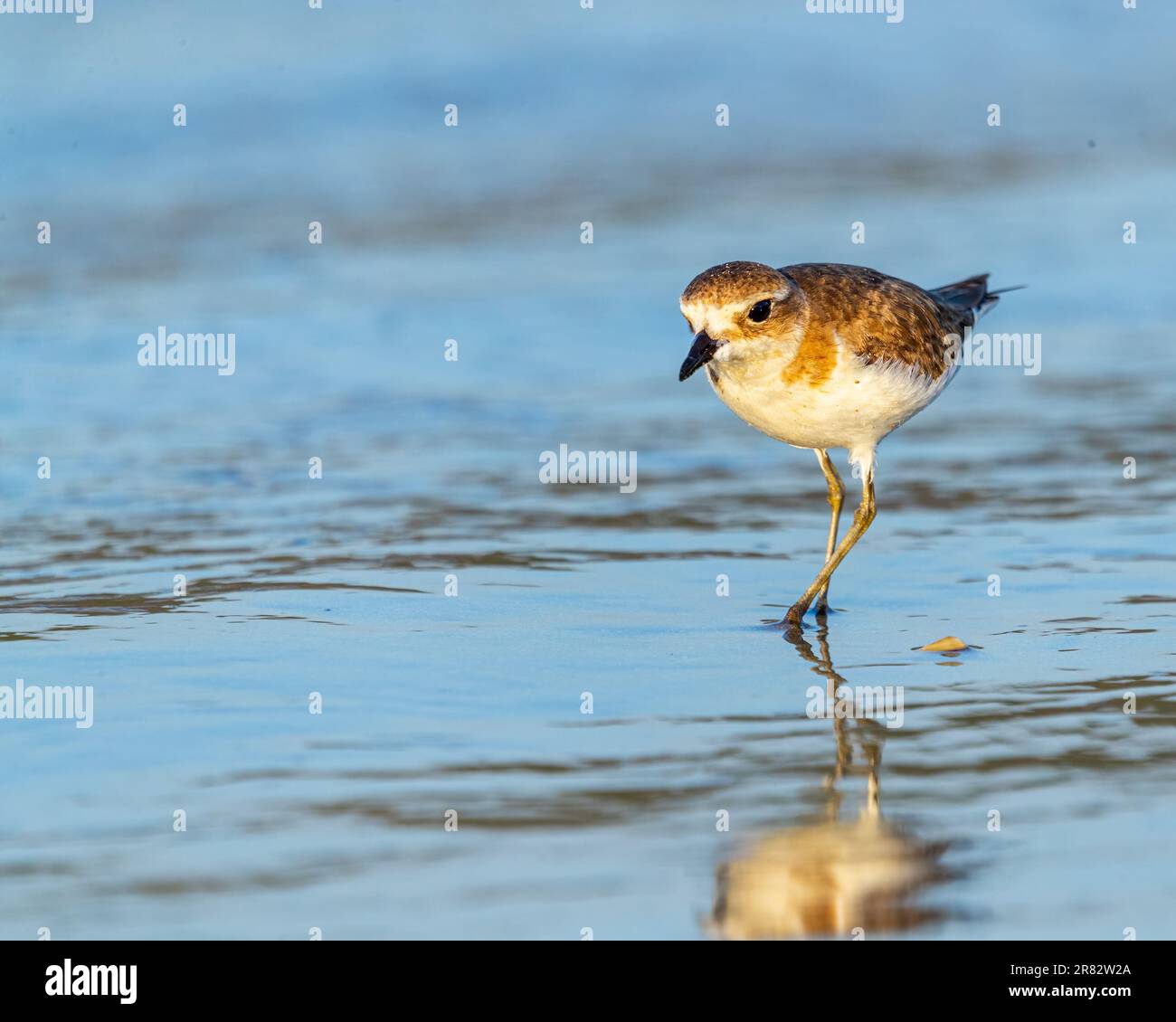 A brown feathered bird standing in a shallow body of water Stock Photo ...