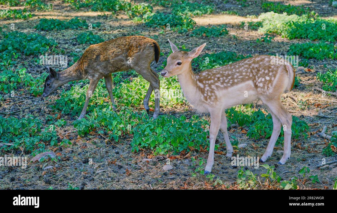 Two pretty young hi-res stock photography and images - Alamy