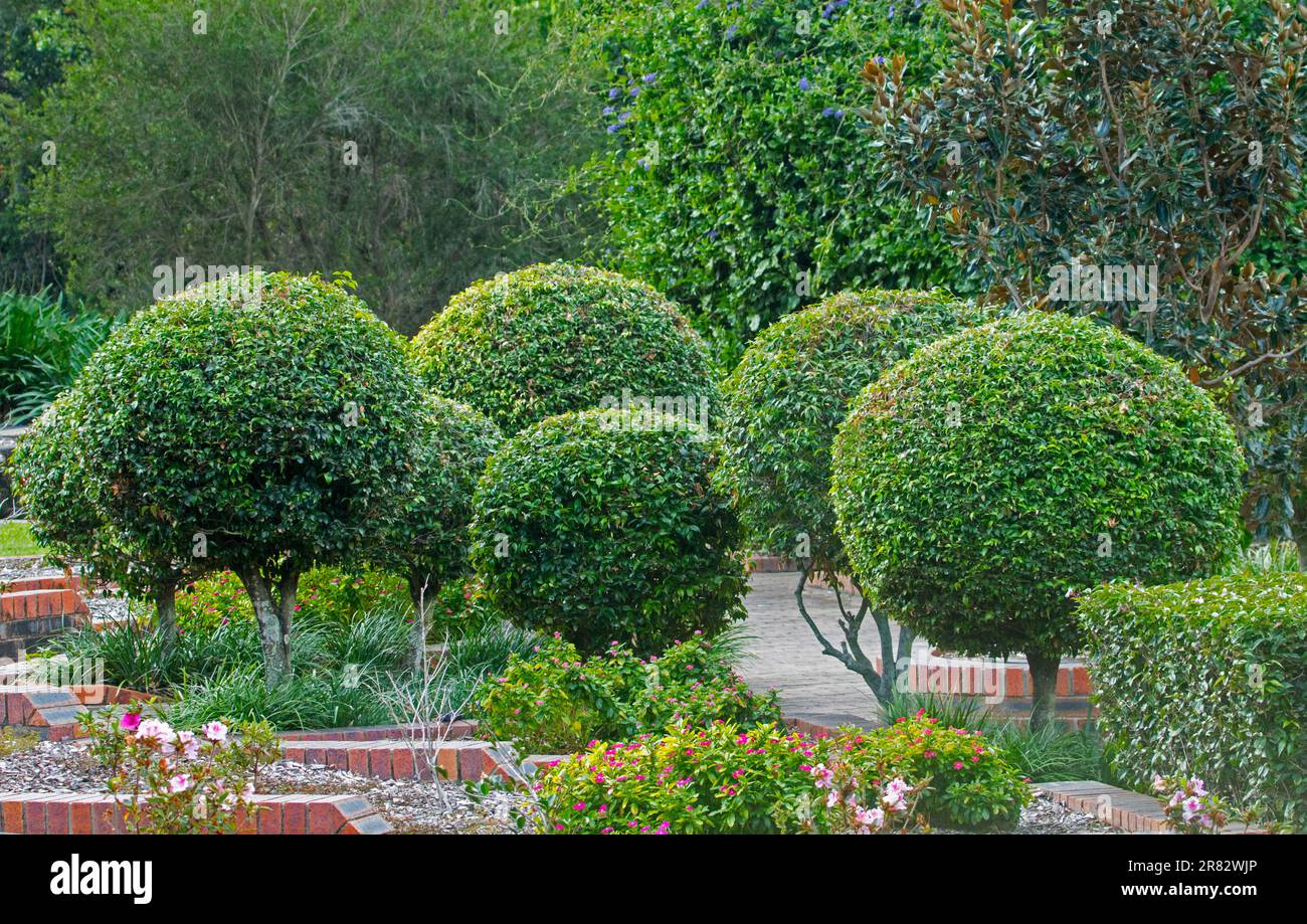 Topiary and hedges, evergreen shrubs pruned into various formal shapes ...