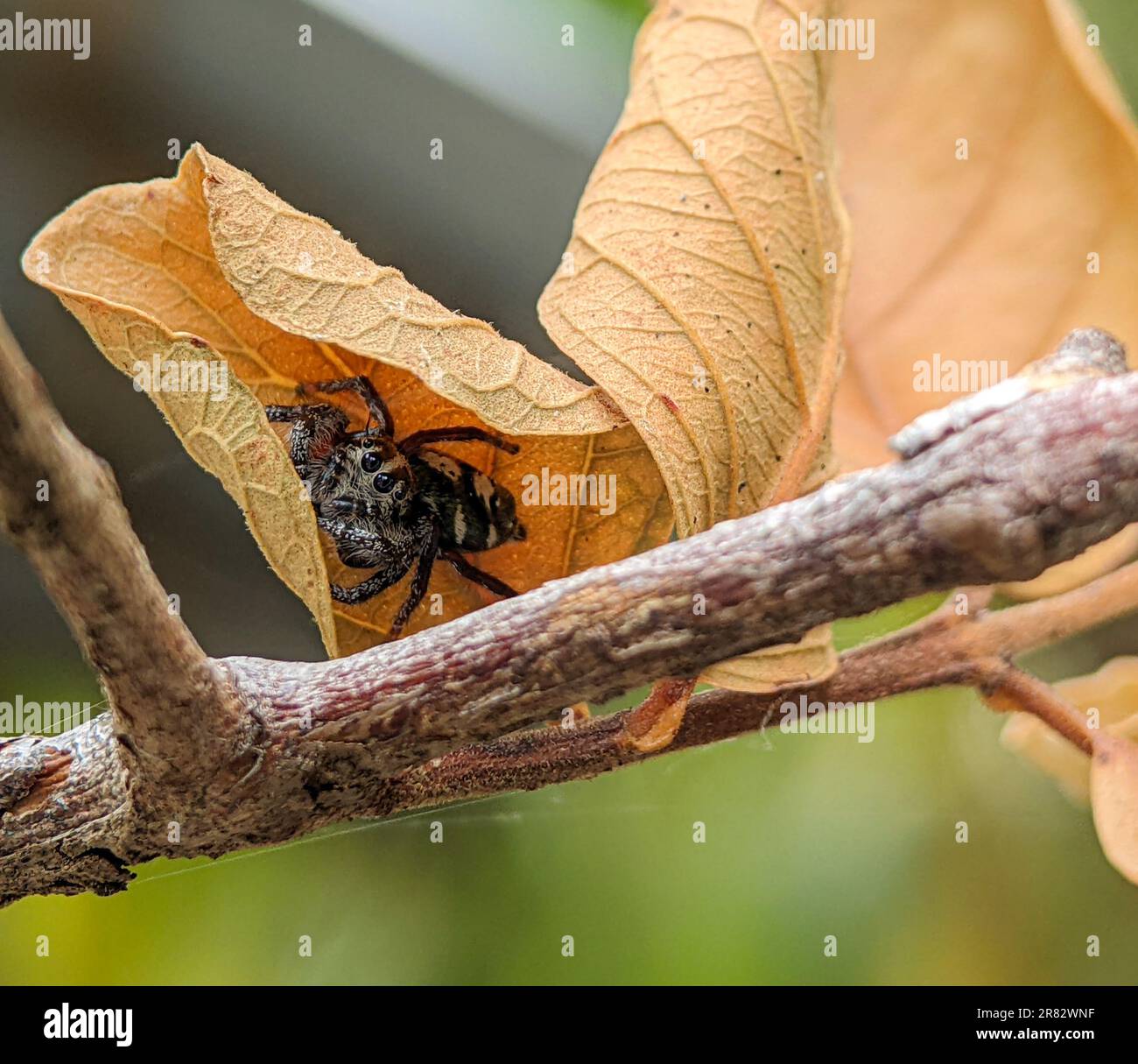 Closeup of a spider hiding behind dry leaves on a tree with a blurred ...