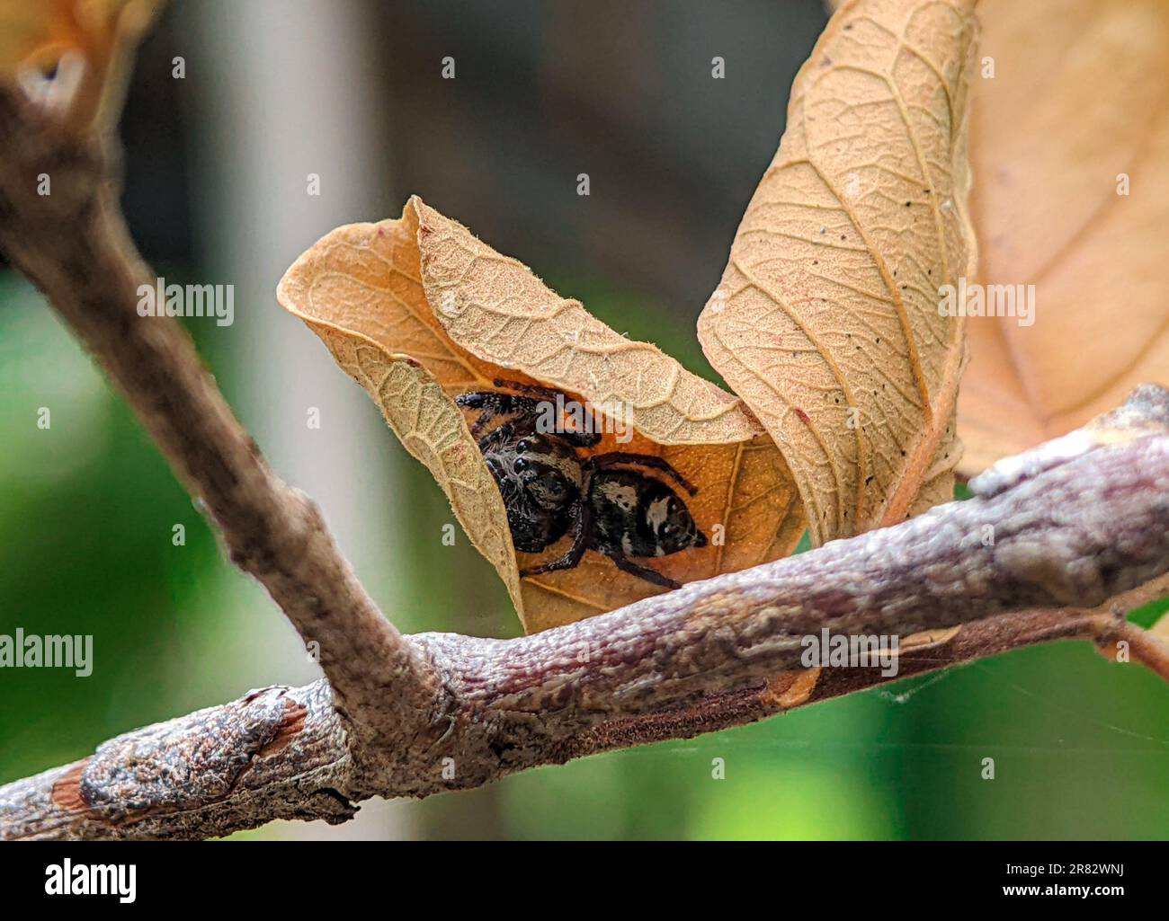 Closeup of a spider hiding behind dry leaves on a tree with a blurred ...
