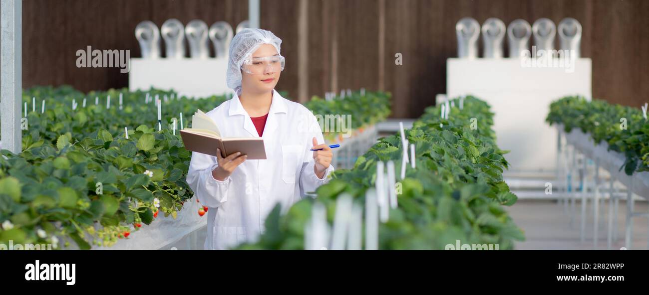 Young asian woman check cultivation strawberry with happiness for ...