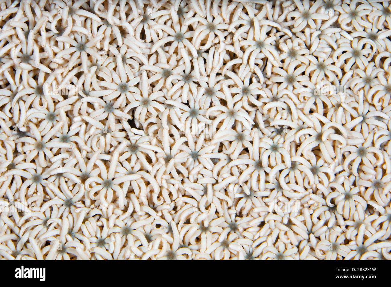 Detail of coral polyps on a diverse reef in Indonesia. Each coral polyp ...