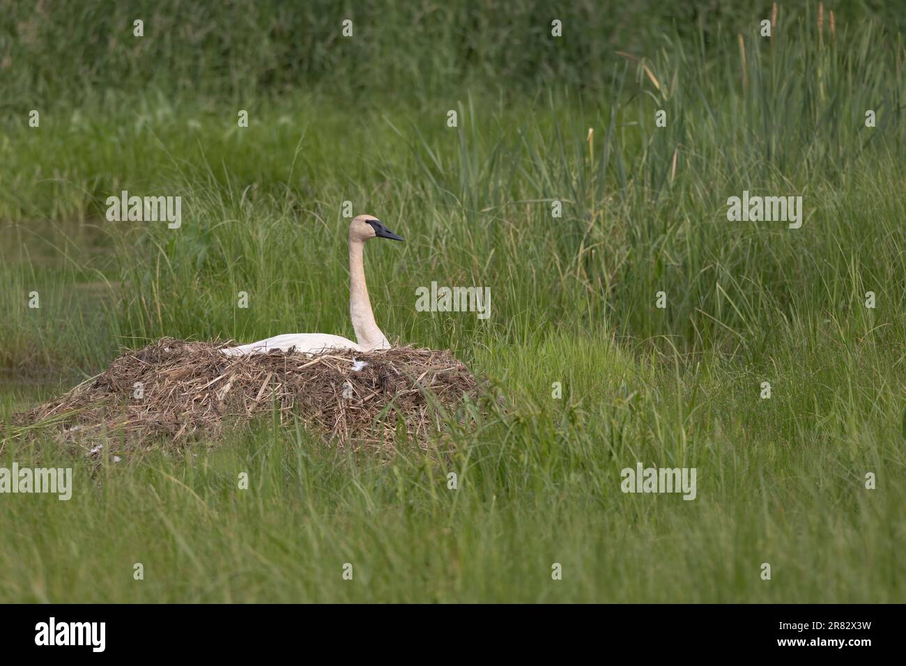 Trumpeter Swan (Cygnus buccinator) nest Stock Photo - Alamy