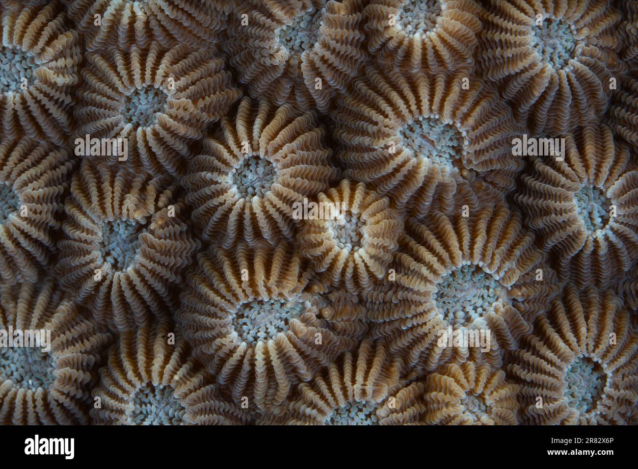 Detail of a reef-building coral colony, Diploastrea sp., growing on a ...