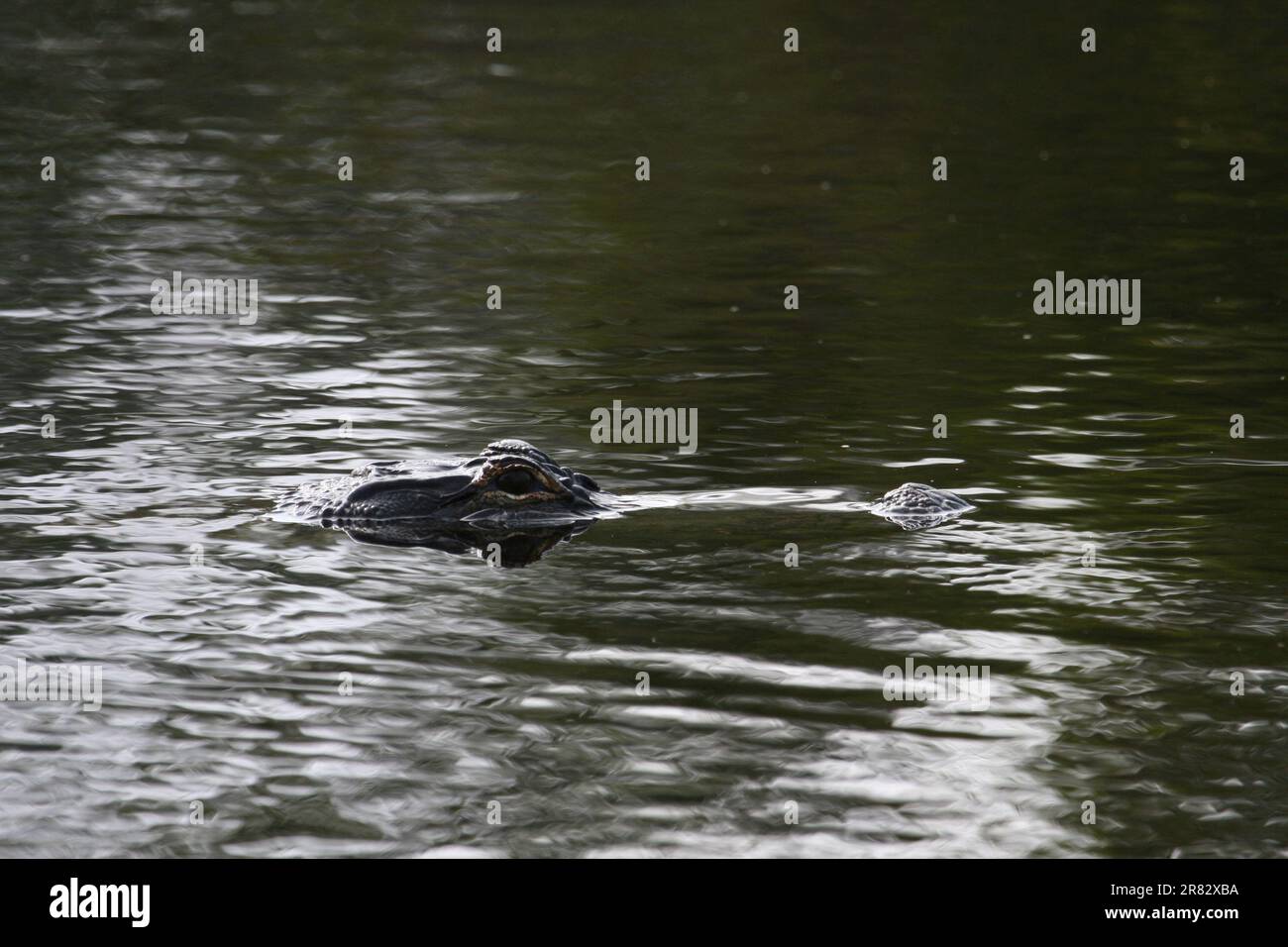 Alligator at Wade Ward Nature Park in Gulf Shores, Alabama, USA Stock ...