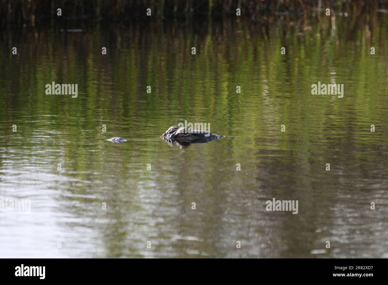 Alligator at Wade Ward Nature Park in Gulf Shores, Alabama, USA Stock ...