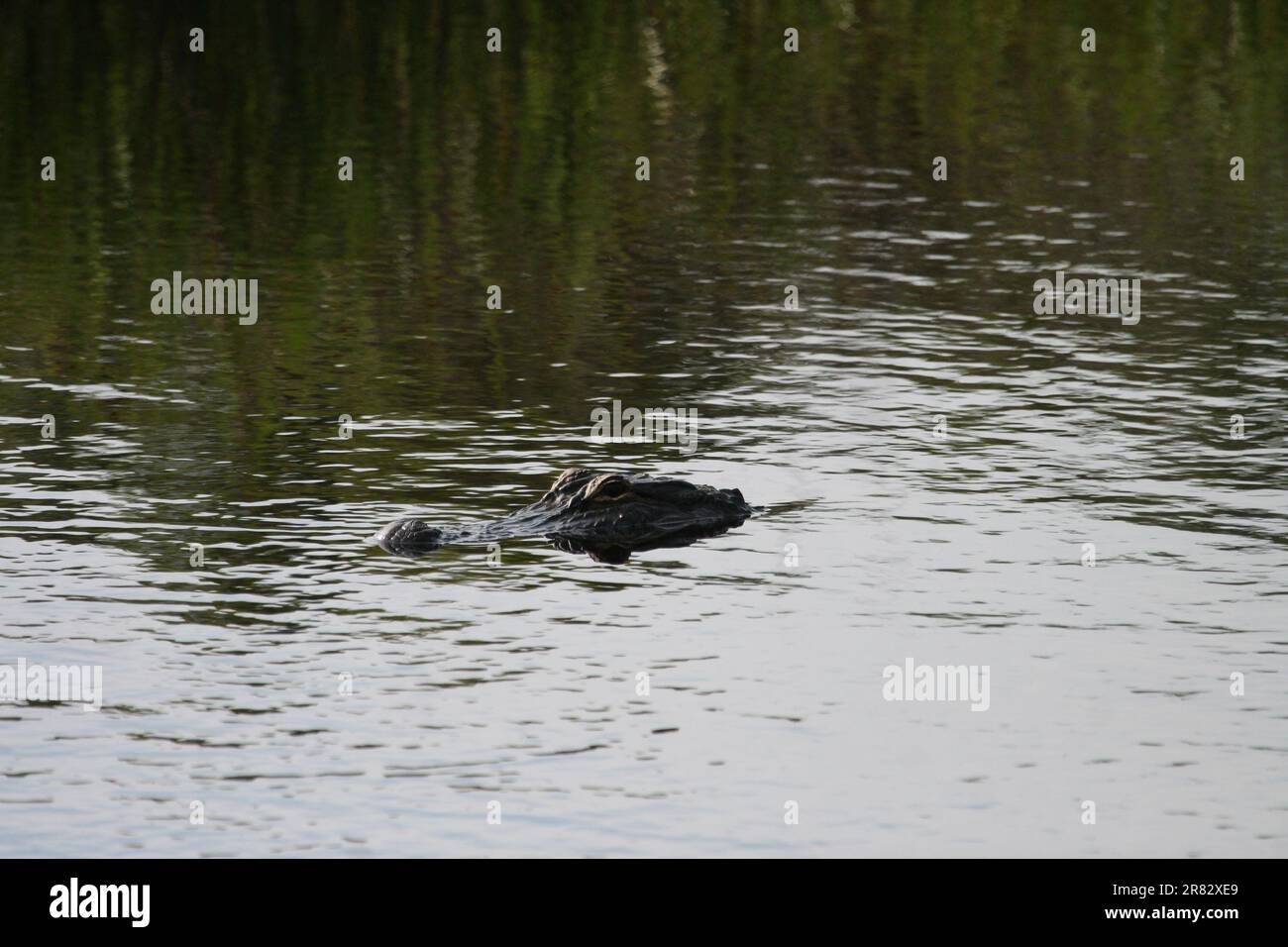 Alligator at Wade Ward Nature Park in Gulf Shores, Alabama, USA Stock ...