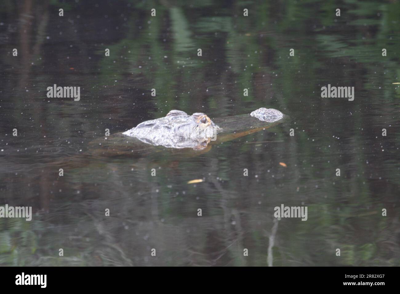 Alligator at Wade Ward Nature Park in Gulf Shores, Alabama, USA Stock ...