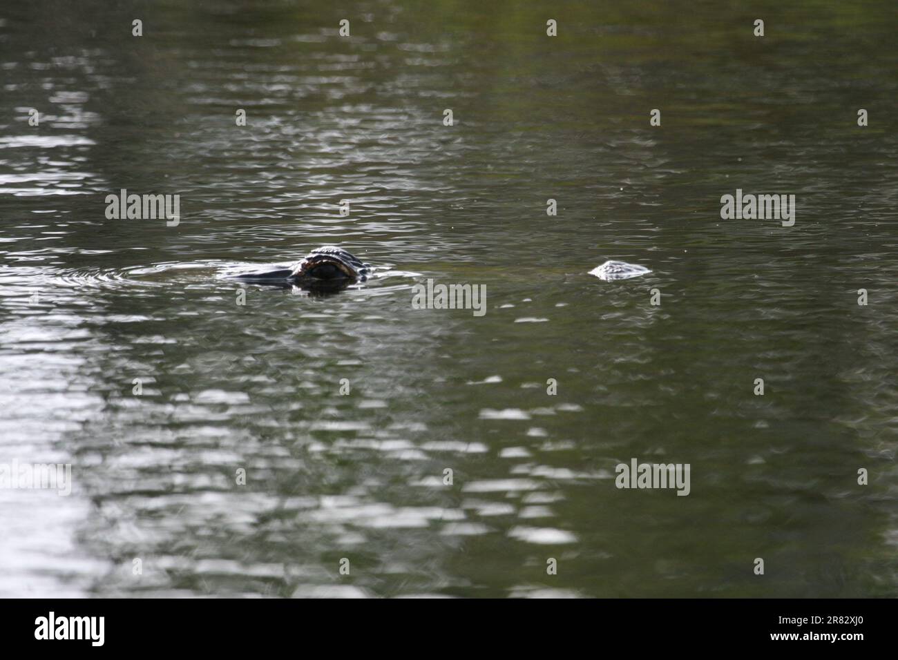 Alligator at Wade Ward Nature Park in Gulf Shores, Alabama, USA Stock ...