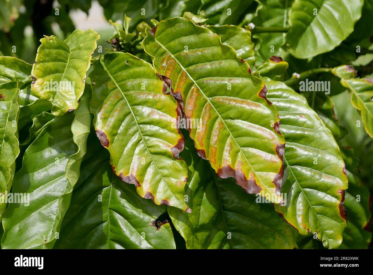 Coffee tree leaves hi-res stock photography and images - Alamy