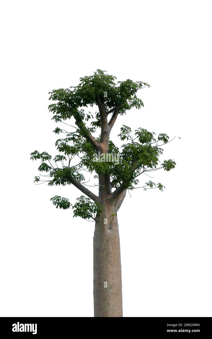 Top of Boabab tree isolated on white background Stock Photo - Alamy