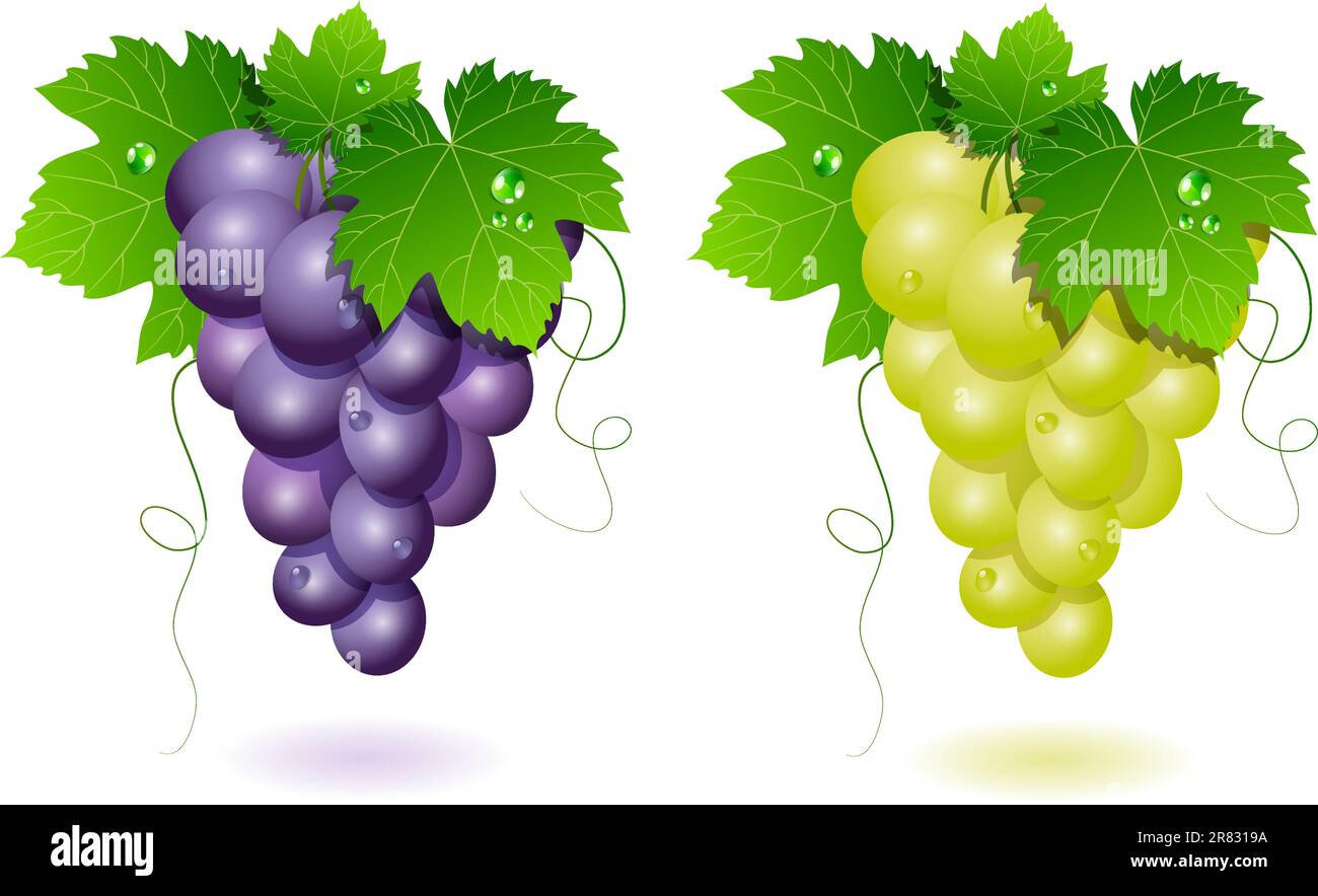 Realistic fruit grapes Cut Out Stock Images & Pictures - Alamy