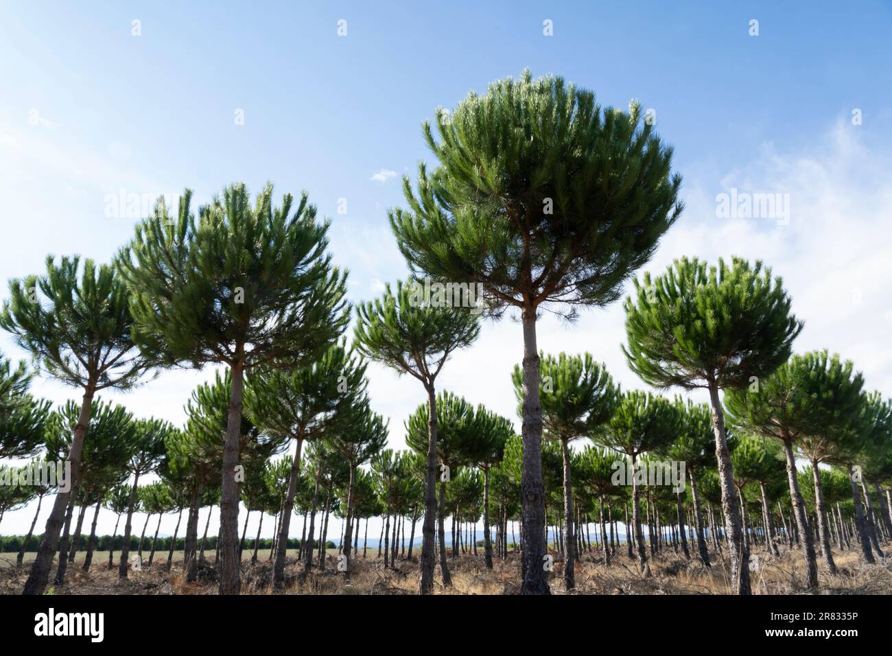 Grove of pine trees planted near the village of San Justo de la Vega ...