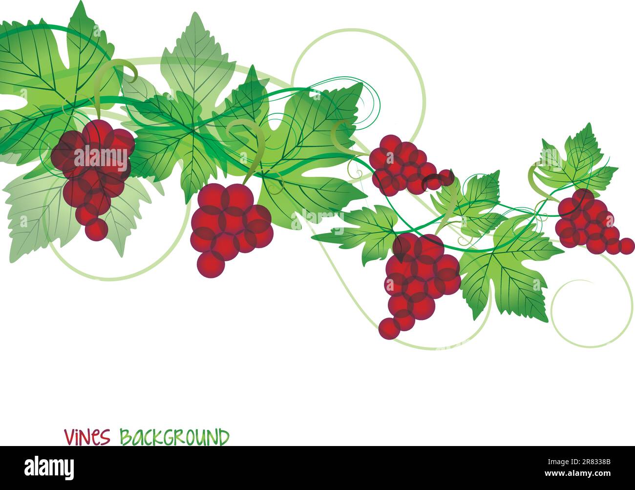 Decorations of red grapes on a white background Stock Vector Image ...