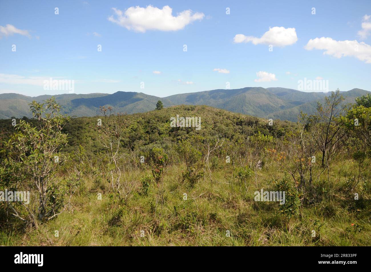 Vegetation and flora of the Serra da Bocaina National Park, in the ...
