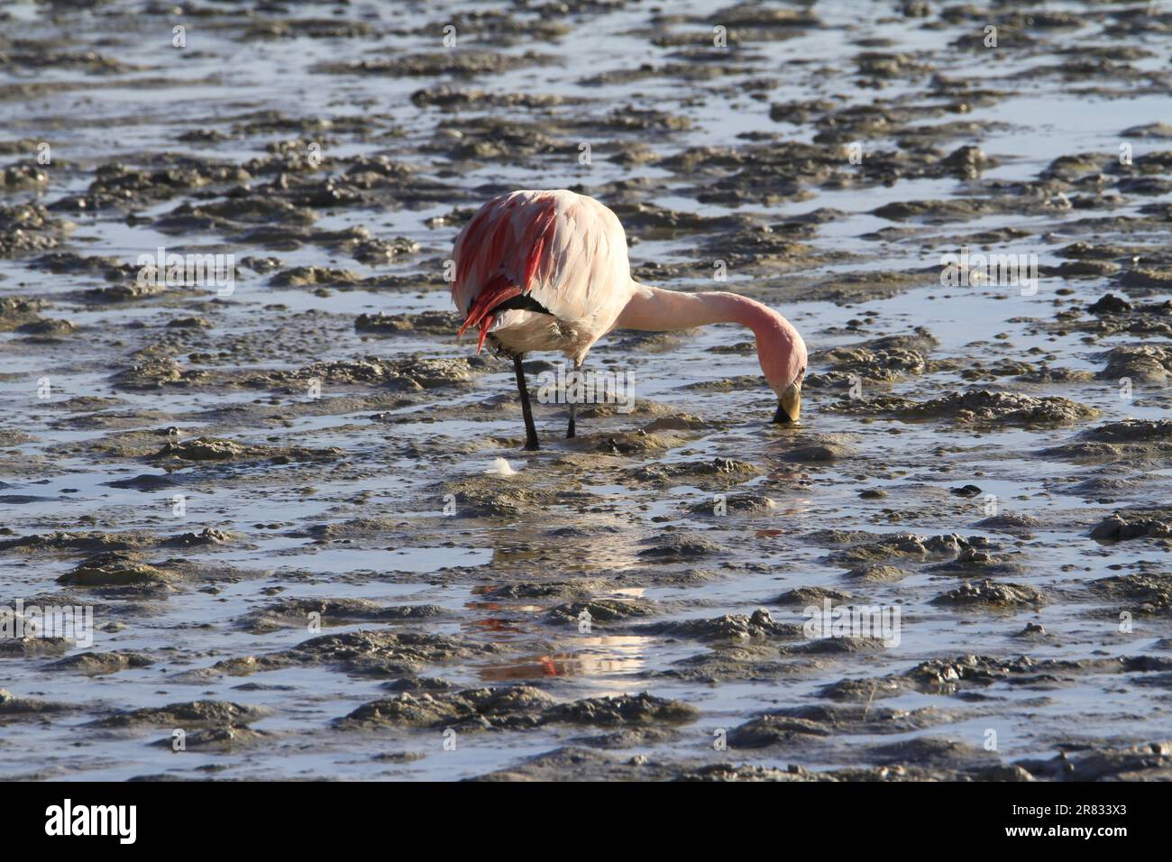 Eduardo Alveroa, Uyuni Bolivia Stock Photo - Alamy