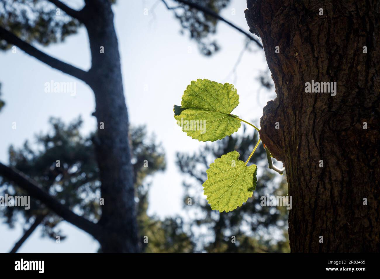 View of a green leaf sprouting from a tree trunk with sunlight from ...