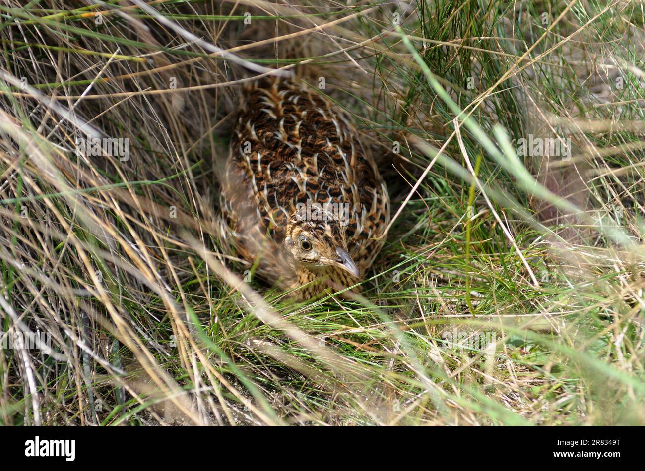 Bird nesting in the Serra da Bocaina National Park, in the state of São ...