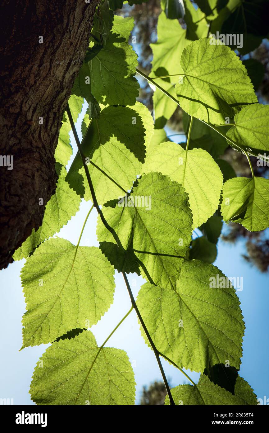 Leaves that stand out with the sunlight from behind. Background and ...