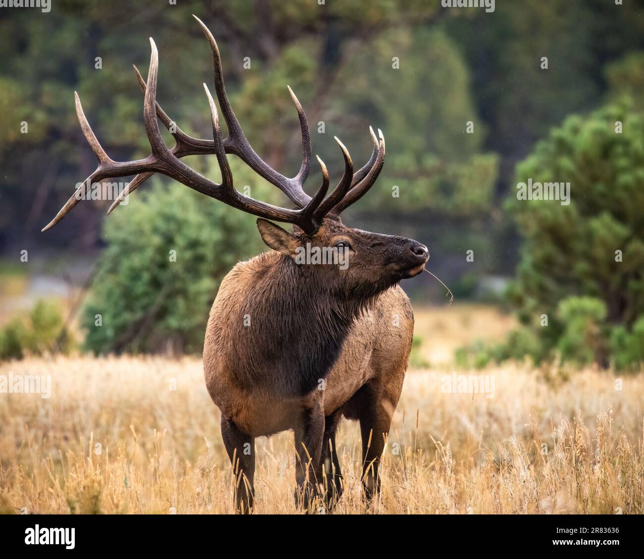 Bull Elk Bugling Steam