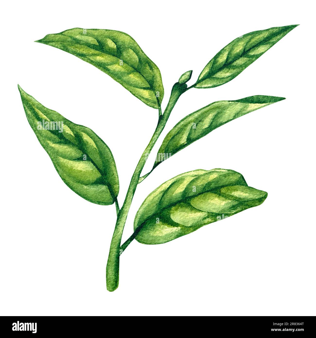 Tea plant branch isolated on white background. Hand drawn watercolor ...