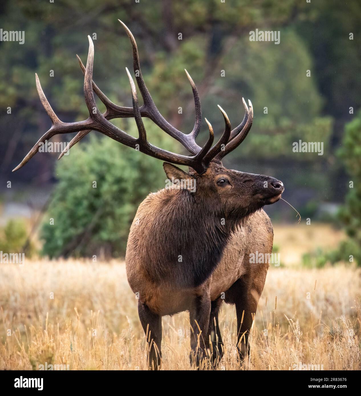 Bull Rocky mountain elk (cervus canadensis) walking in moraine park ...