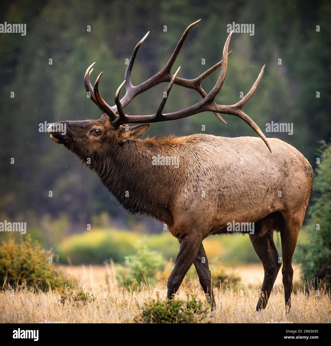 Bull Rocky mountain elk (cervus canadensis) walking in moraine park ...