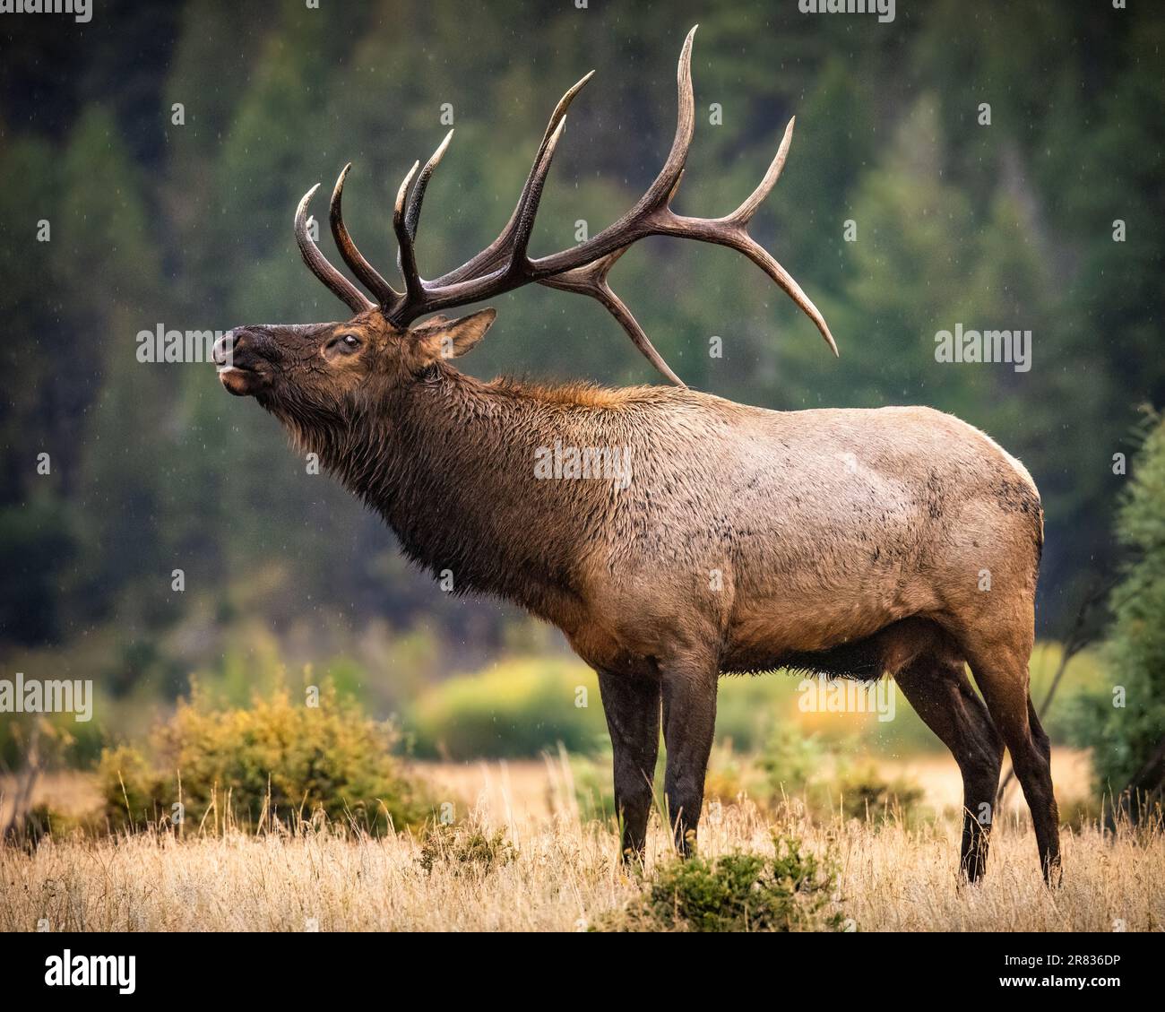 Bull Rocky mountain elk (cervus canadensis) walking in moraine park ...
