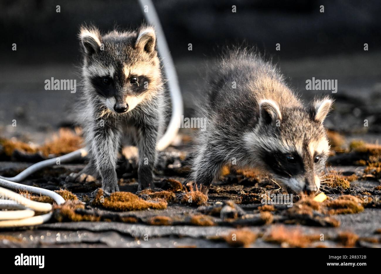 Six weeks time hi-res stock photography and images - Alamy