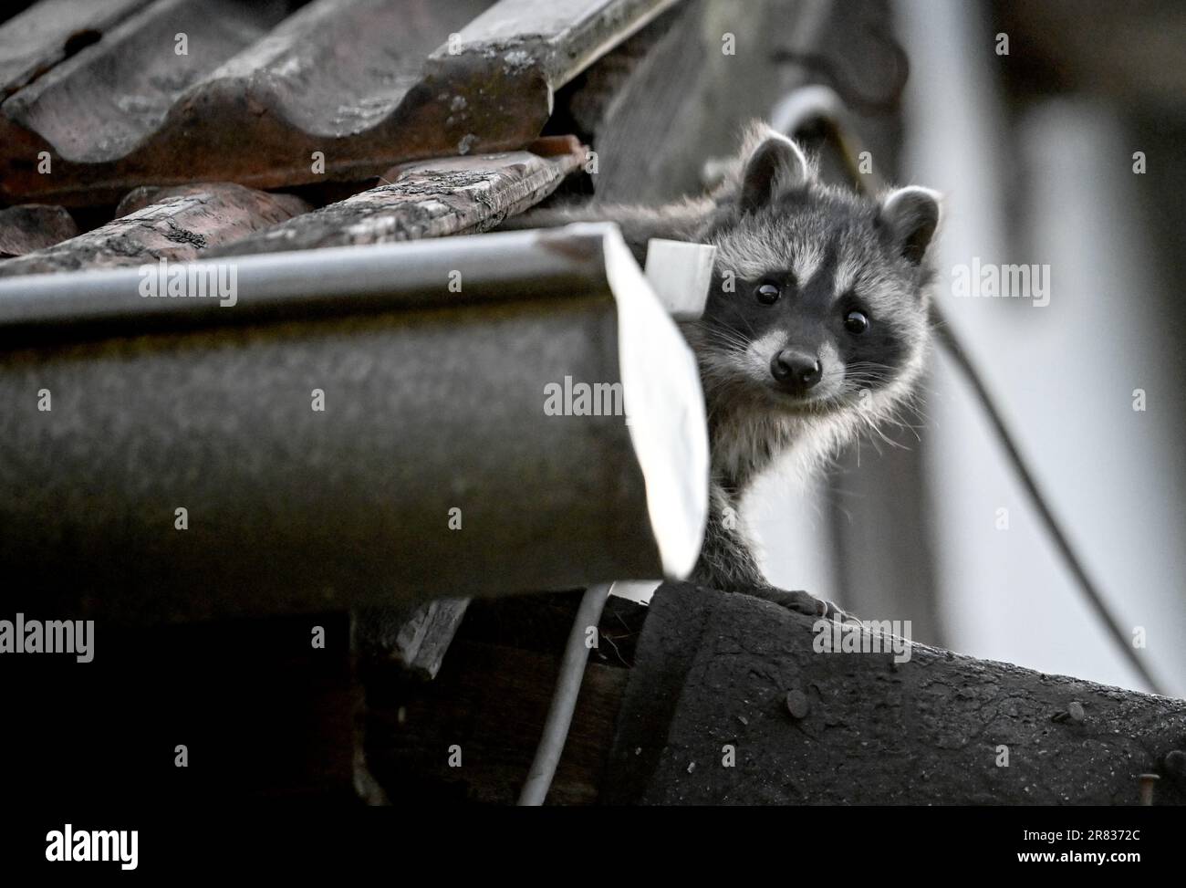 Berlin, Germany. 18th June, 2023. A young raccoon peeks out from under ...