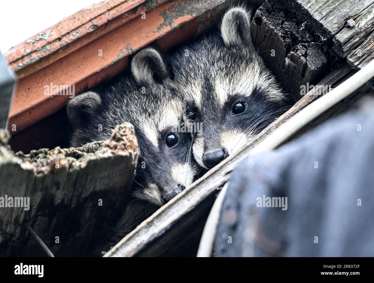 Berlin, Germany. 18th June, 2023. Two young raccoons look out from ...
