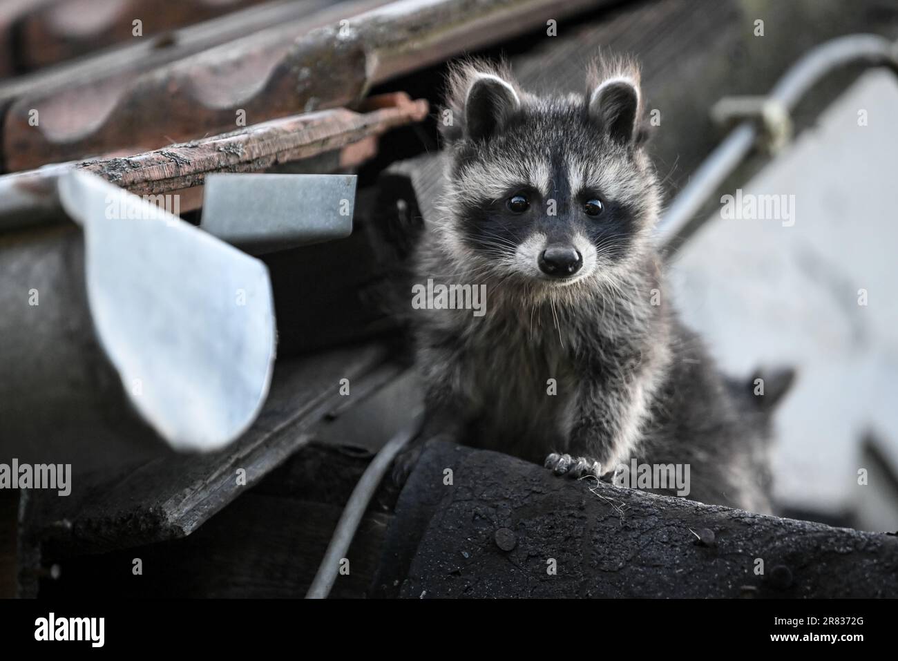 Berlin, Germany. 18th June, 2023. A young raccoon looks down from a ...