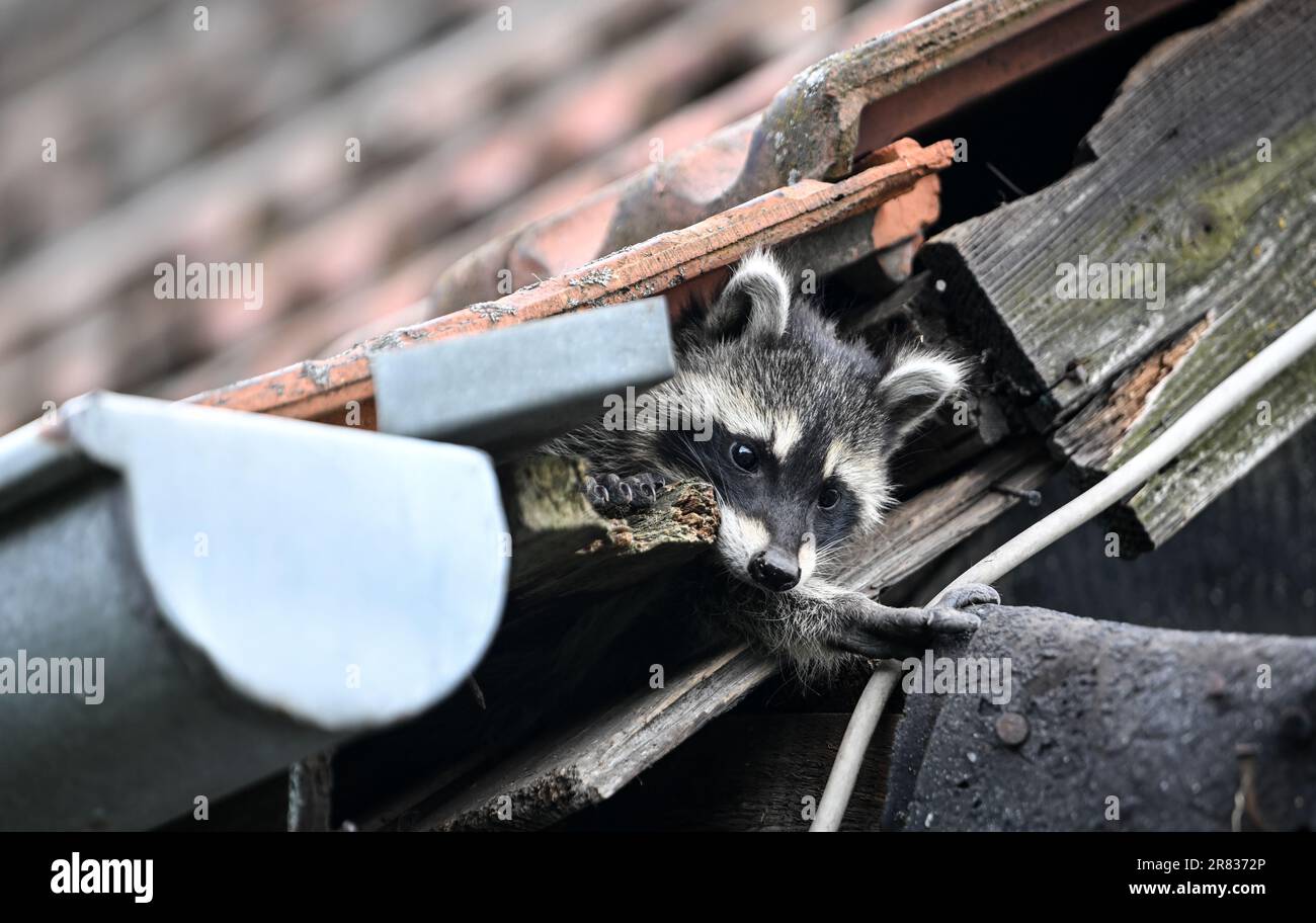 Berlin, Germany. 18th June, 2023. A young raccoon crawls out of its ...
