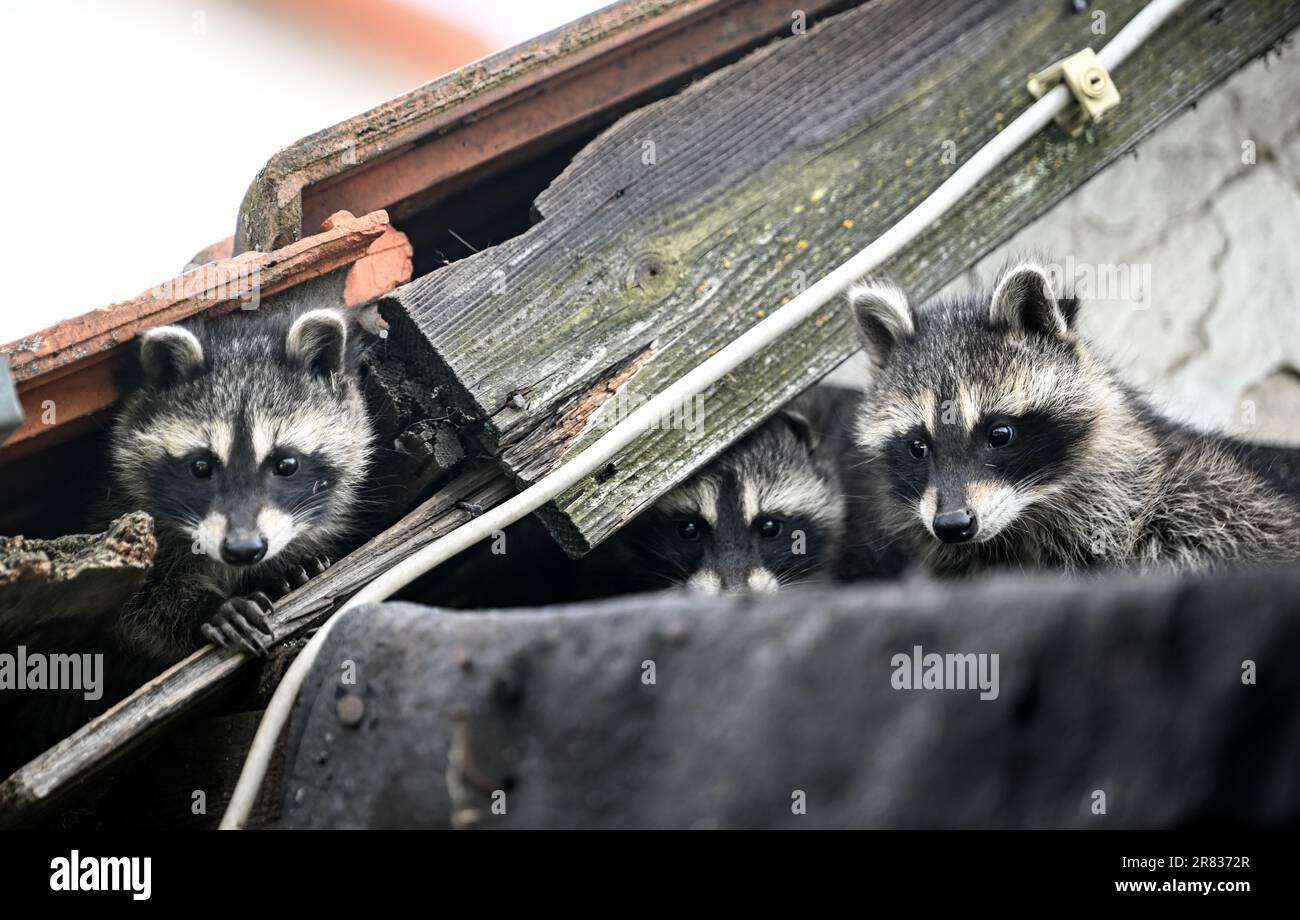 Berlin, Germany. 18th June, 2023. Three young raccoons look out from ...
