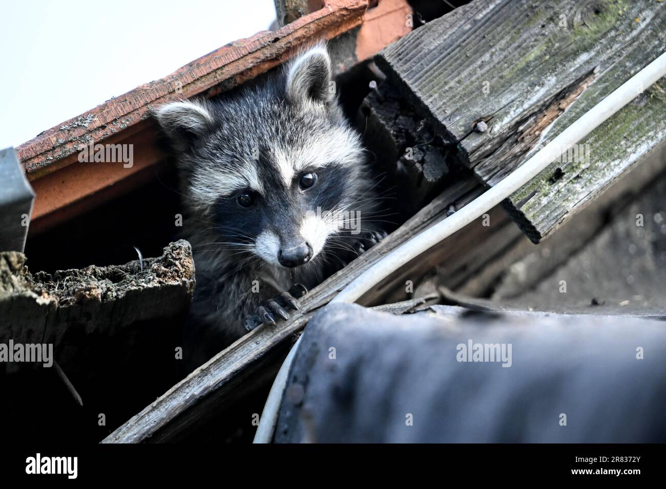 Berlin, Germany. 18th June, 2023. A young raccoon peeks out from under ...