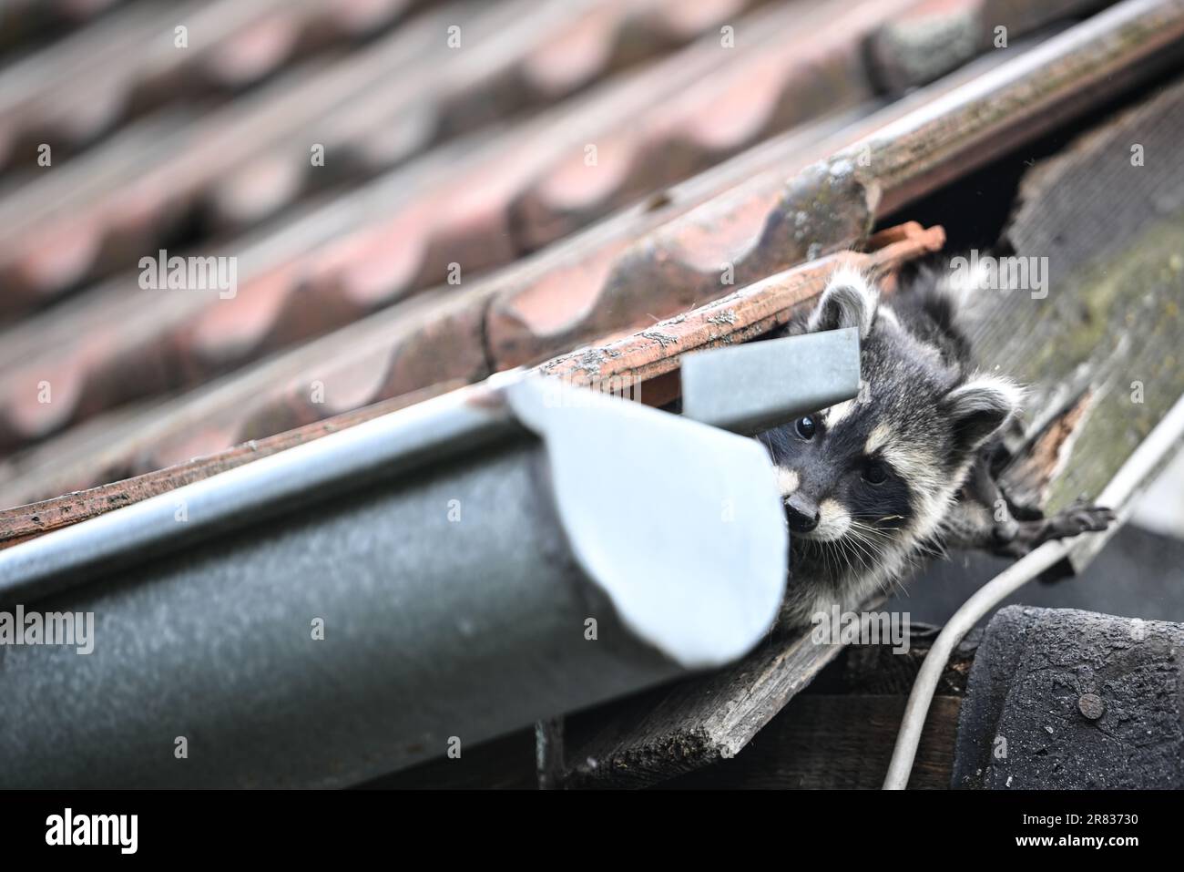 Berlin, Germany. 18th June, 2023. A young raccoon peeks out from under ...