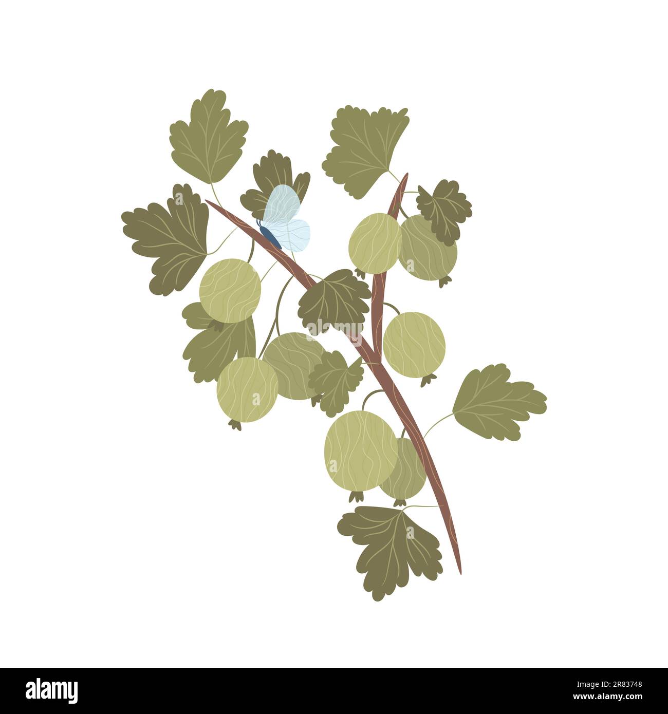 Gooseberry plant. Vector illustration Stock Vector Image & Art - Alamy