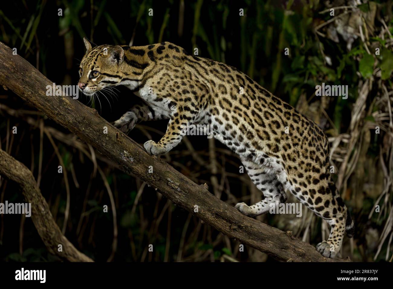 Closeup of a female Ocelot (Leopardus pardalis) in the Pantanal of ...