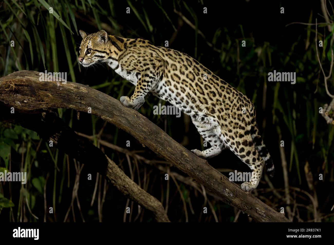 Closeup of a female Ocelot (Leopardus pardalis) in the Pantanal of ...