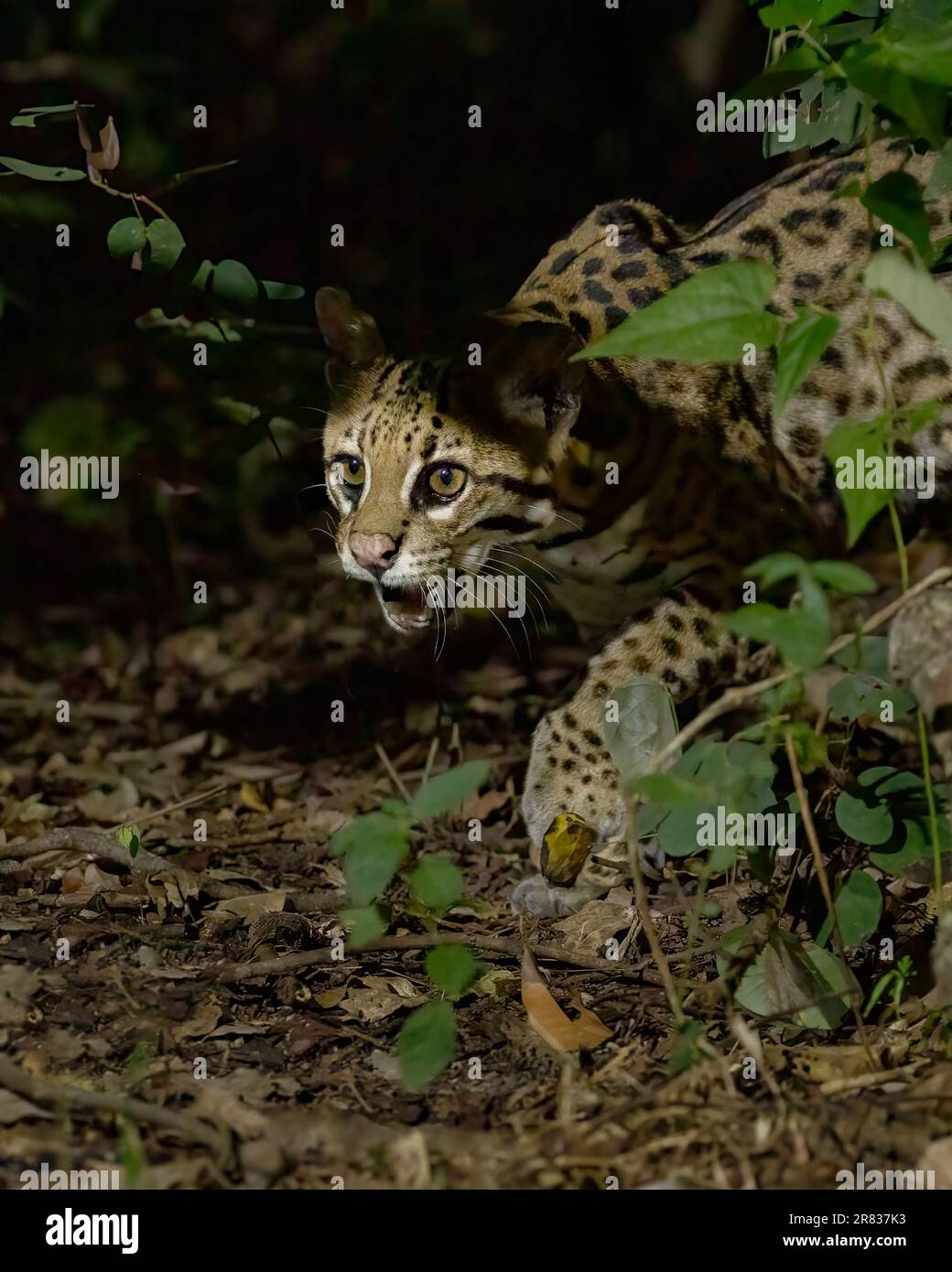 Closeup of a female Ocelot (Leopardus pardalis) in the Pantanal of ...
