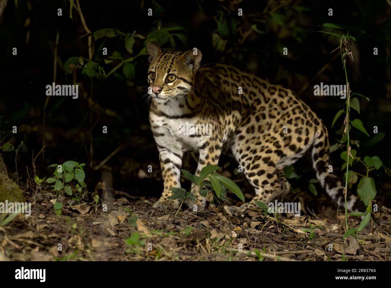 Closeup of a female Ocelot (Leopardus pardalis) in the Pantanal of ...