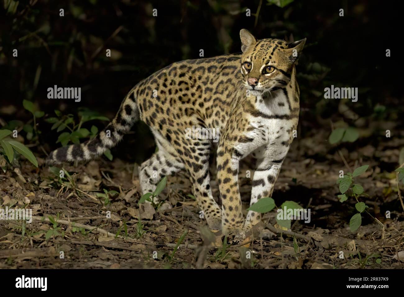Closeup of a female Ocelot (Leopardus pardalis) in the Pantanal of ...