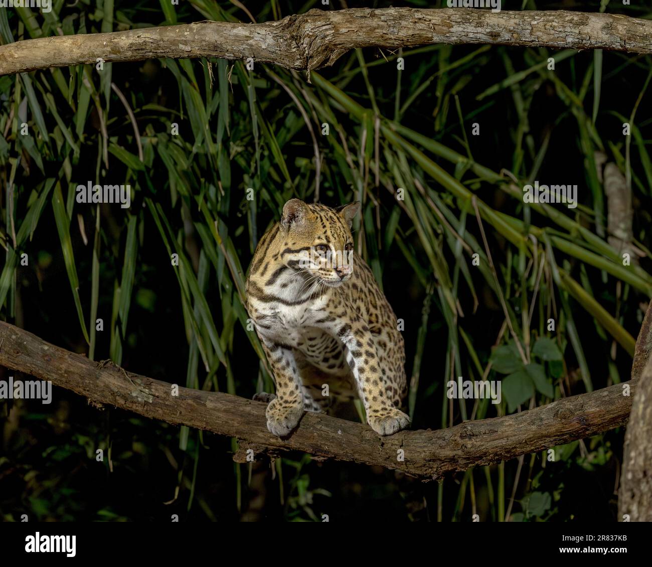 Closeup of a female Ocelot (Leopardus pardalis) in the Pantanal of ...