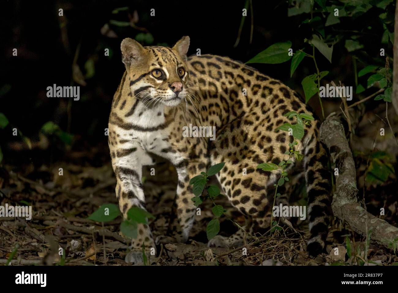 Closeup of a female Ocelot (Leopardus pardalis) in the Pantanal of ...