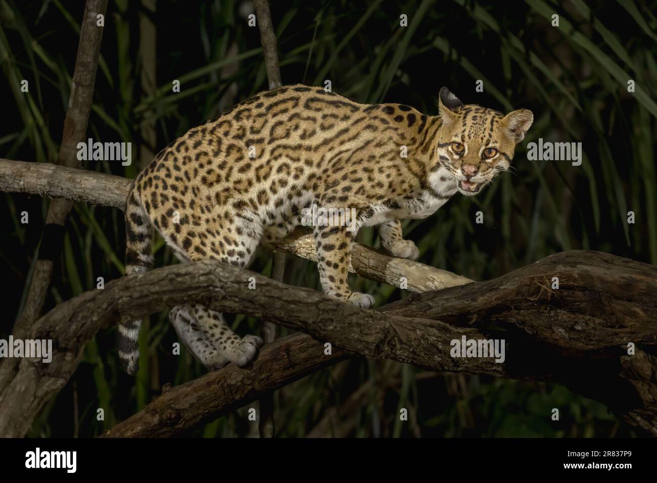 Closeup of a female Ocelot (Leopardus pardalis) in the Pantanal of ...